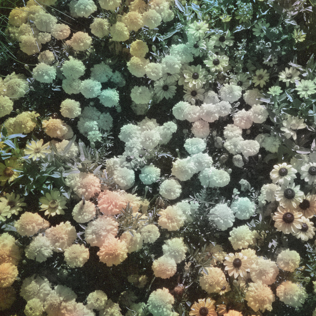 SCRASE - Heart – Dash The Henge Store